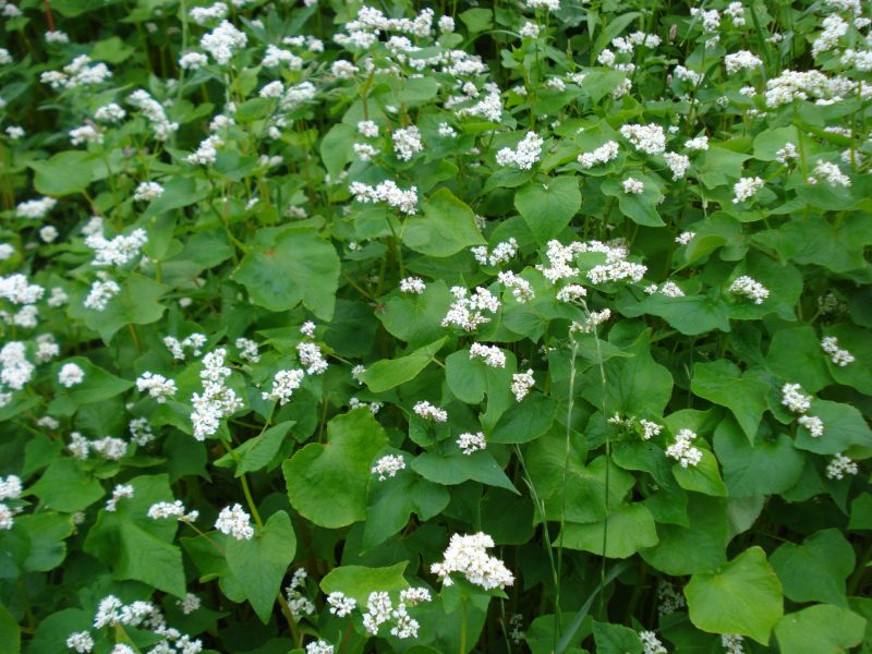 Zaden en mengsels voor grofwild, kleinwild, haarwild